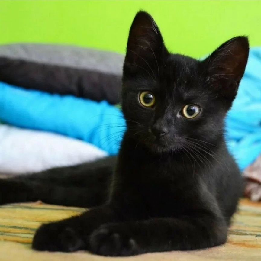 Милые котята-супермены для вашего дома, 3 месяца