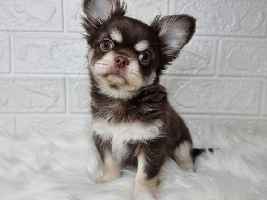 Бомбический шоколадный мальчик чихуа