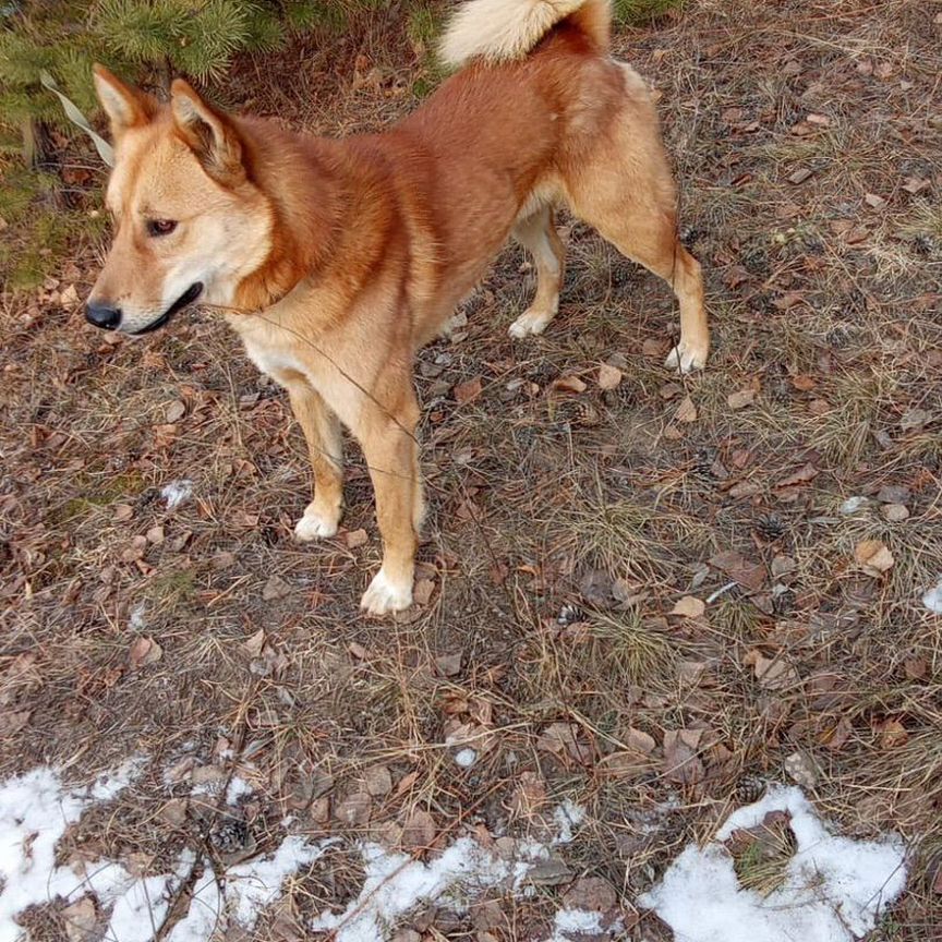 Западно сибирская лайка