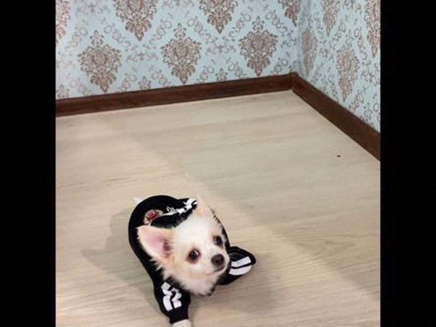 Щенки чихуахуа