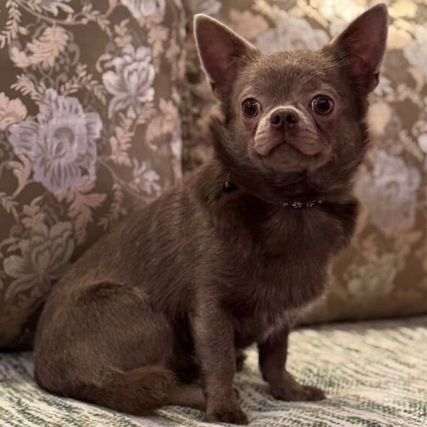 Чихуахуа, взрослый пёс