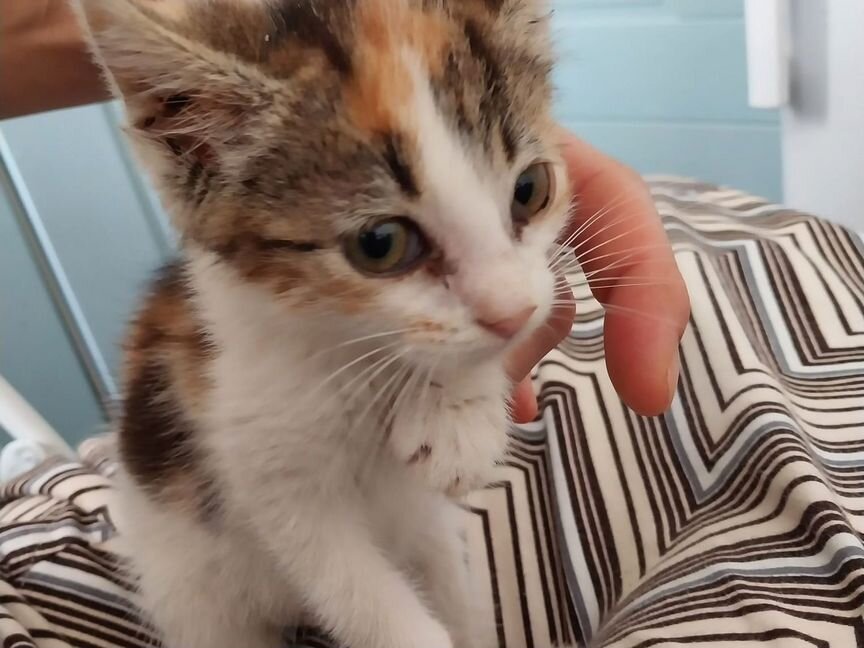 Крошка котенок ищет дом