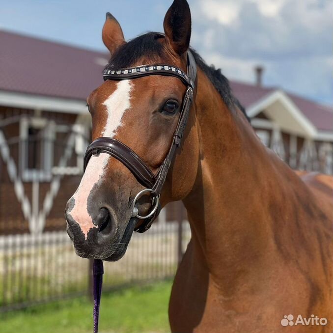 Продажа лошади русская спортивная