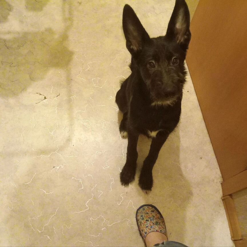 Собака в добрые руки помесь овчарка с дворнягой