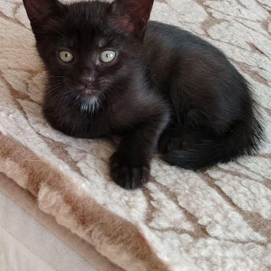 Котенок мальчик