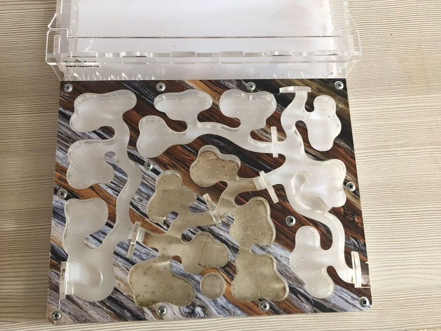 Формикарий для муравьев