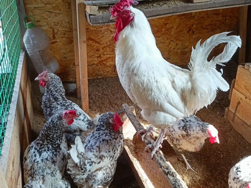 Ия породистых кур