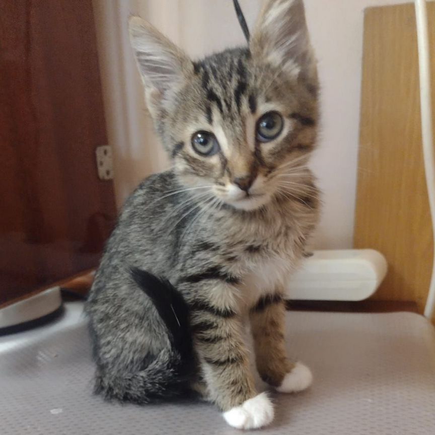 Котенок мальчик ищет дом