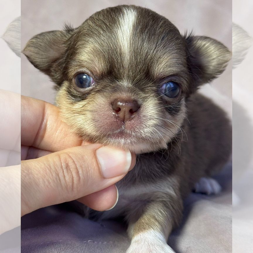 Чихуахуа, щенок