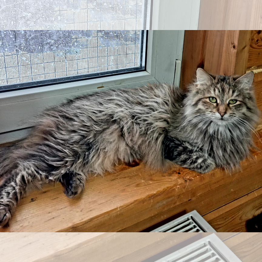 Норвежская лесная