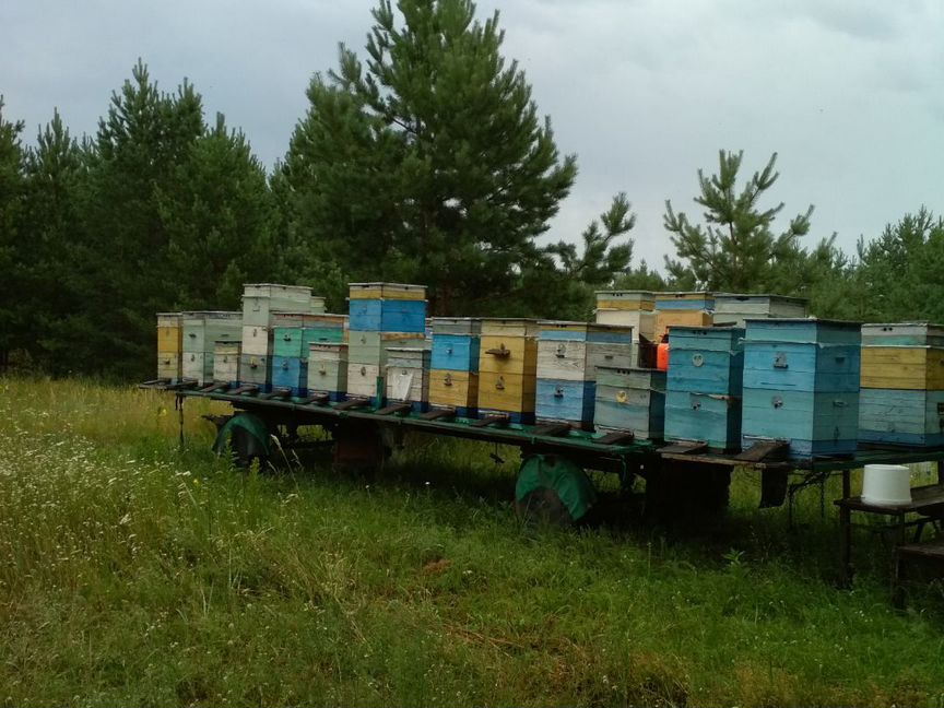 Ульи Дадан. 2-х и 3-х корпусные