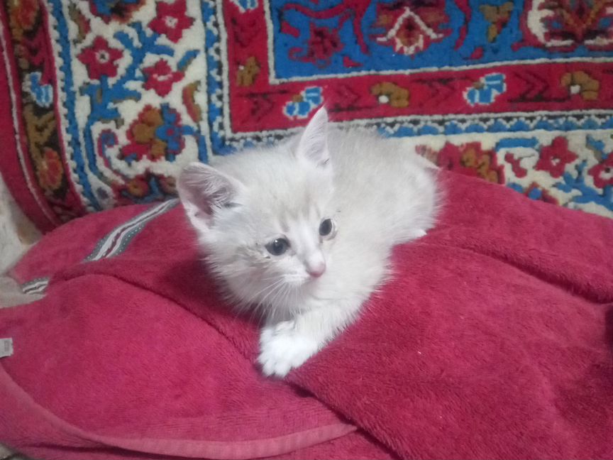 Отдам котят.в добрые руки,кушают все