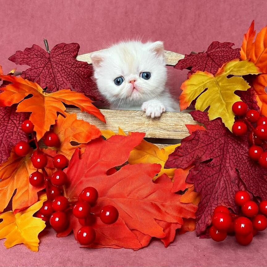 Экзотический котик