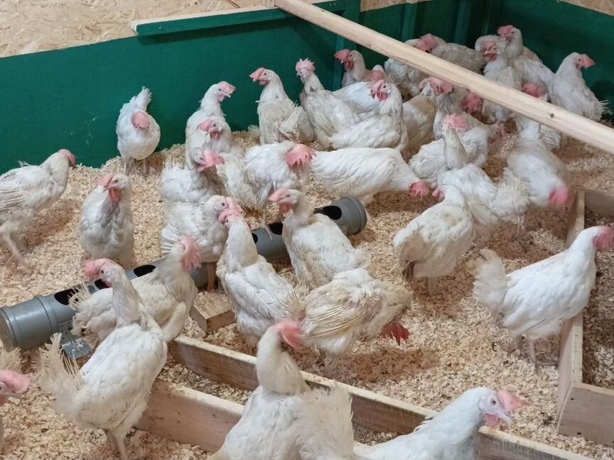 Куры несушки продам