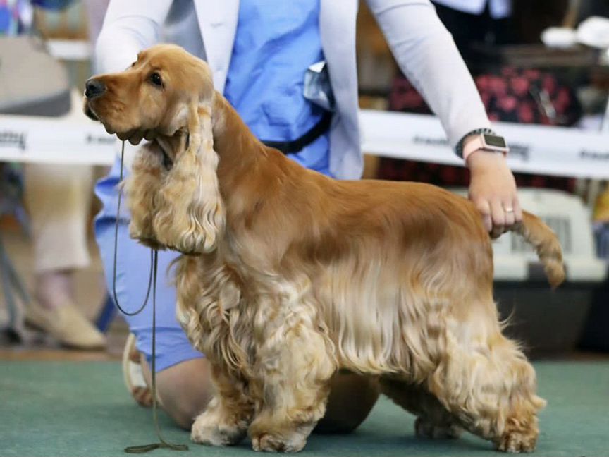 Английский кокер спаниель