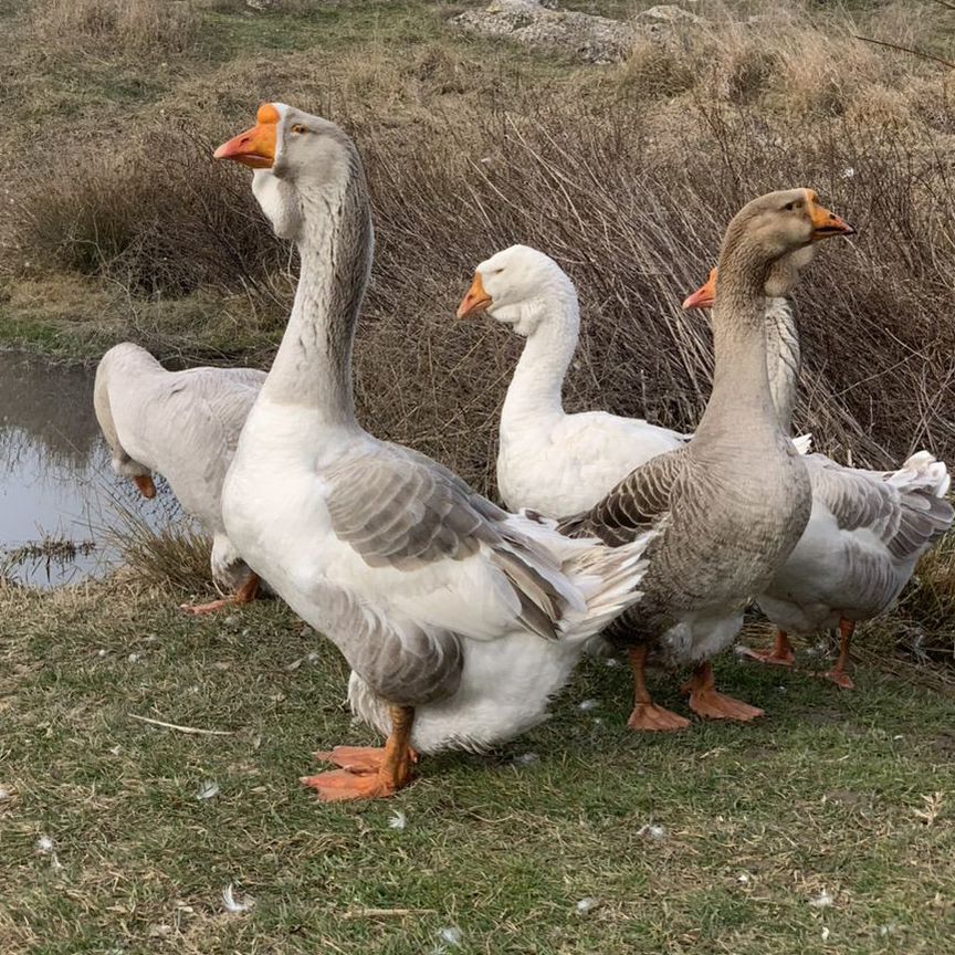 Холмогорские гуси