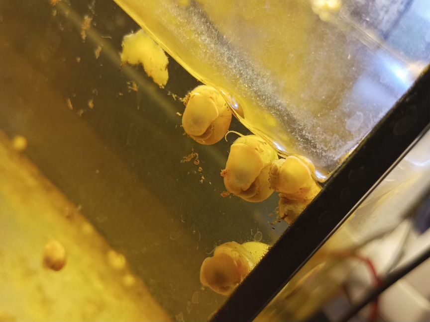 Улитята ампулярии