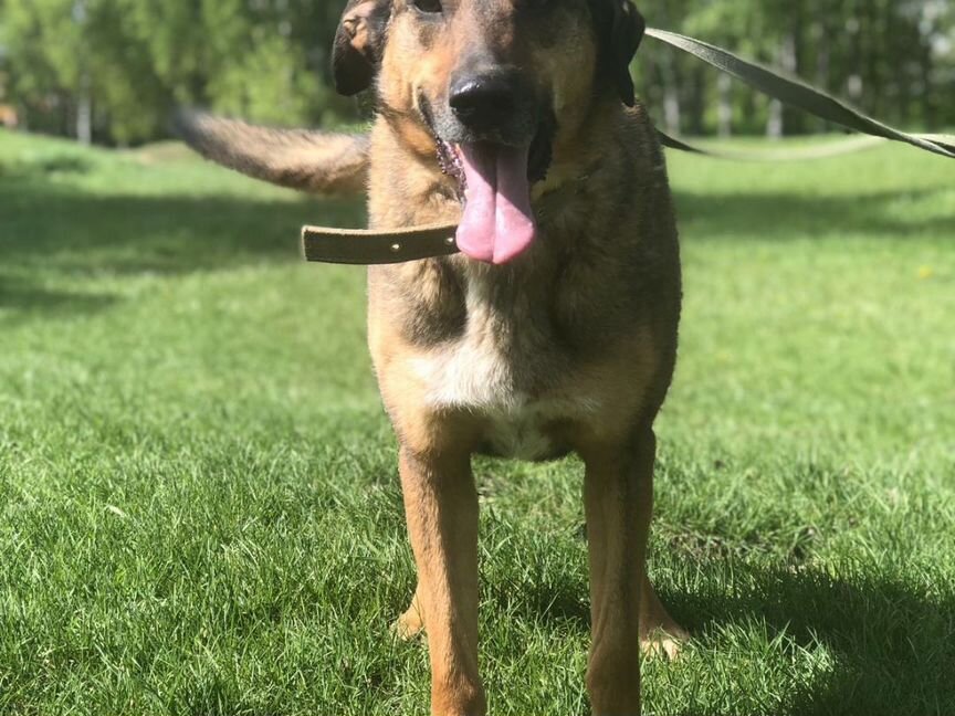 Собака август в добрые руки