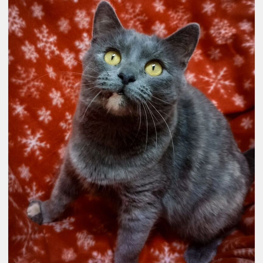 Красивая кошка дымка ищет дом