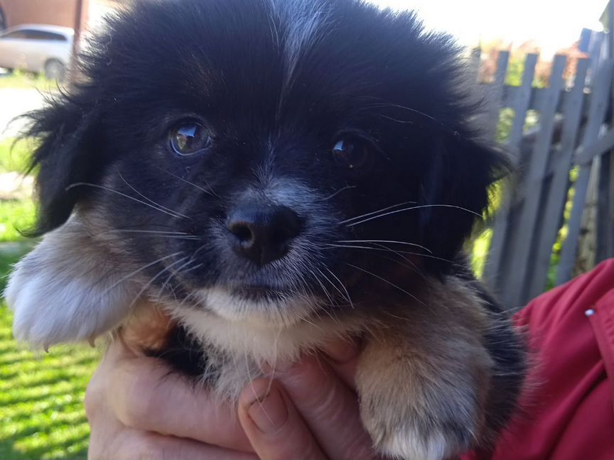 Маленькая собака в дар