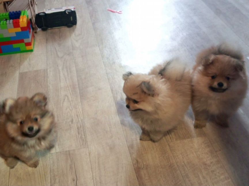 Щенки шпица