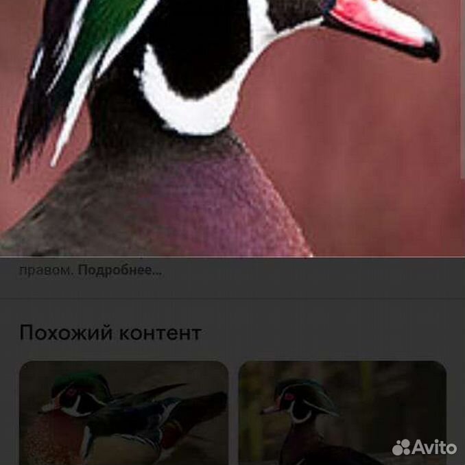 Продам уток Каролинок