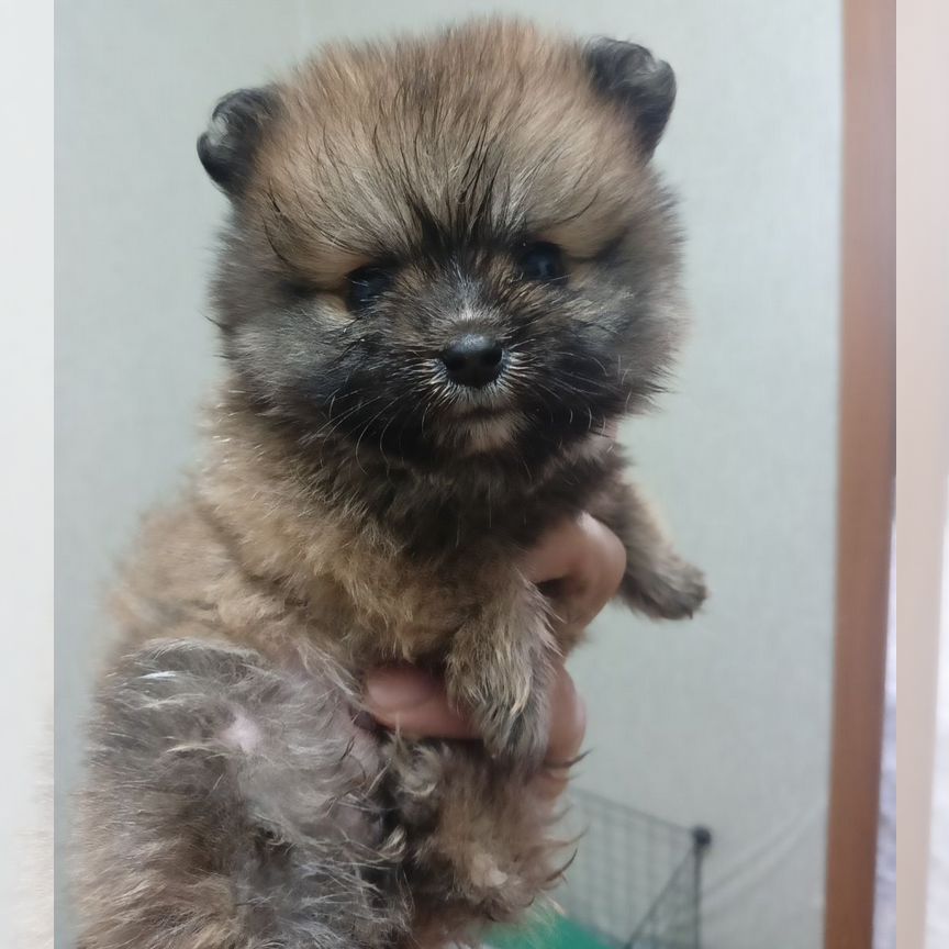 Померанский шпиц мальчик