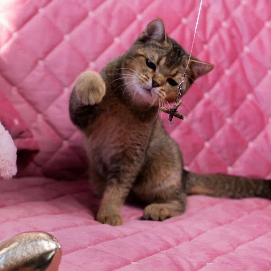 Котенок подросток британский золотая шиншилла ny25