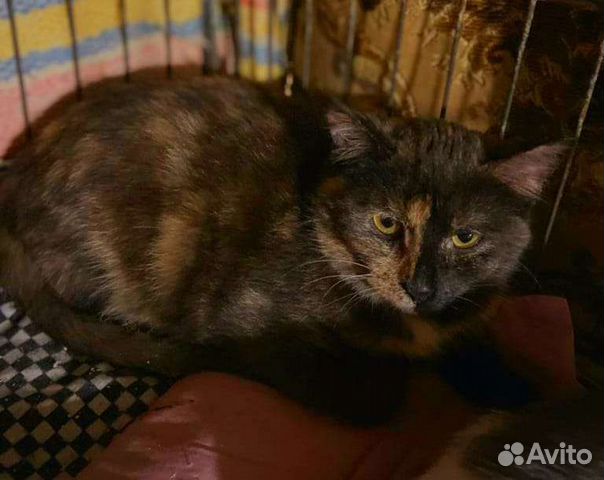 Котенок Саманта ищет дом