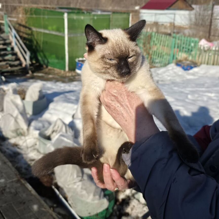 Сиамский котёнок