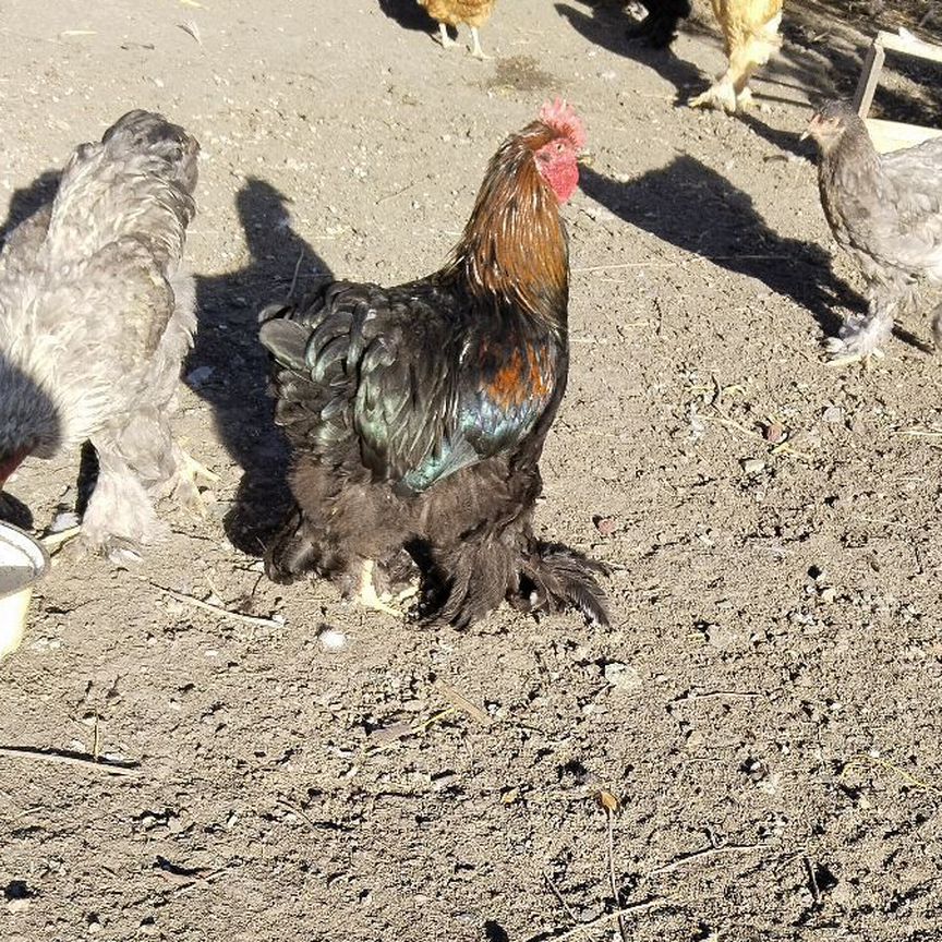 Молодые петухи