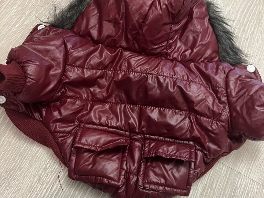 Одежда для собак