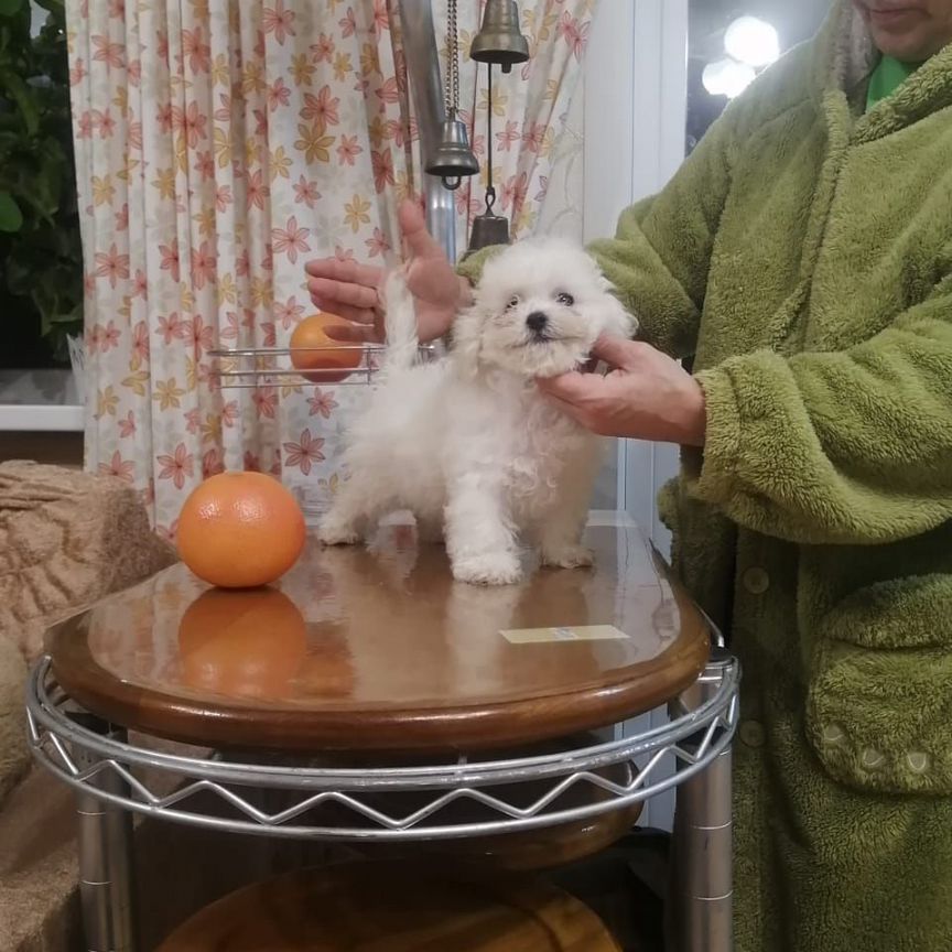 Бишон фризе