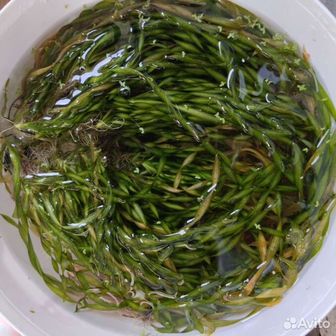 Валлиснерия спиральная