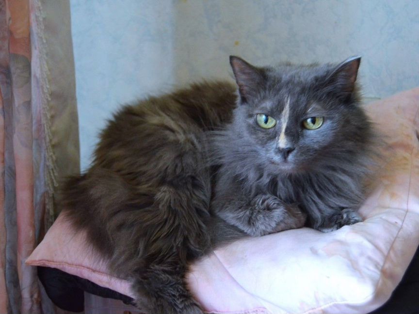 Отдам красивую кошечку Дымочку