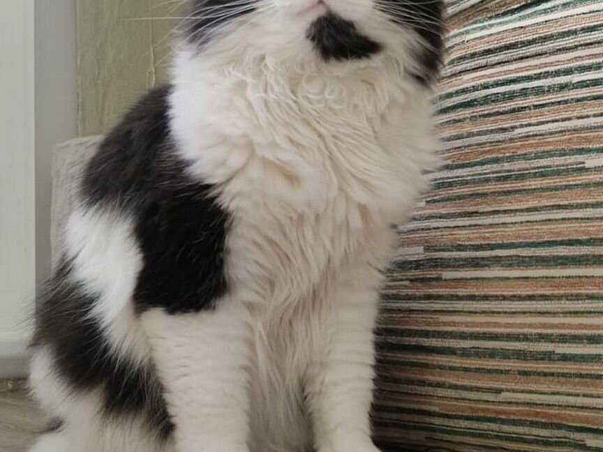 Молодой кот