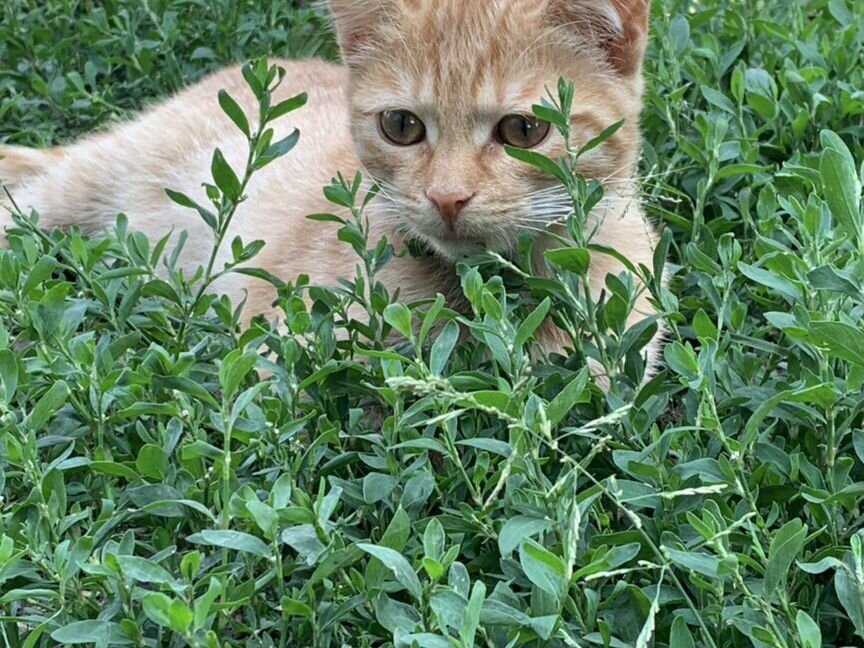 Кошечка в добрые руки)