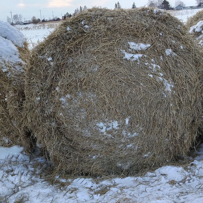 Солома ячменная