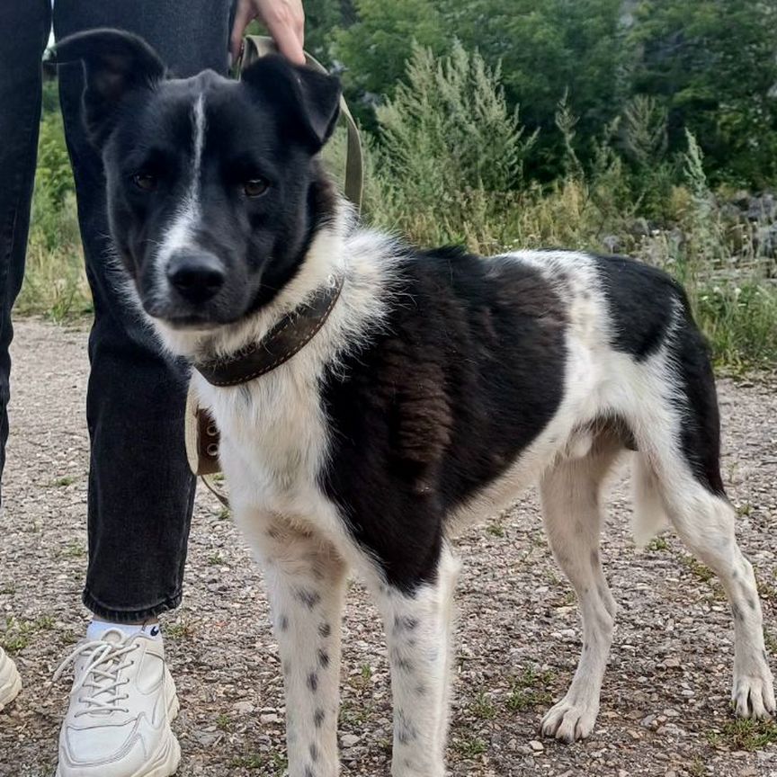 Бим ищет дом