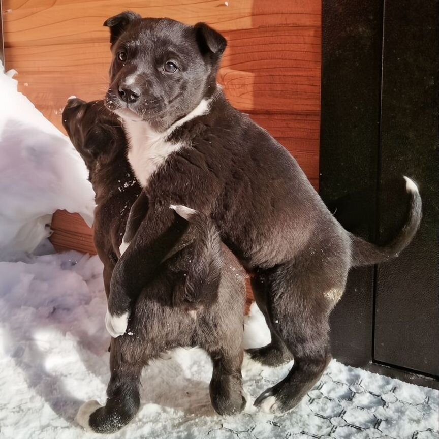 Щенок в добрые руки