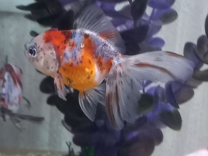 Золотая рыбка, оранда ситцевая