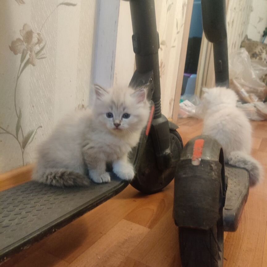Невский маскарадный кот