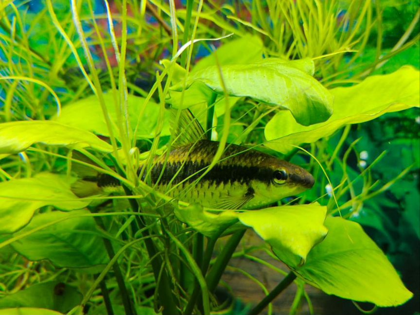 Сиамский водорослеед