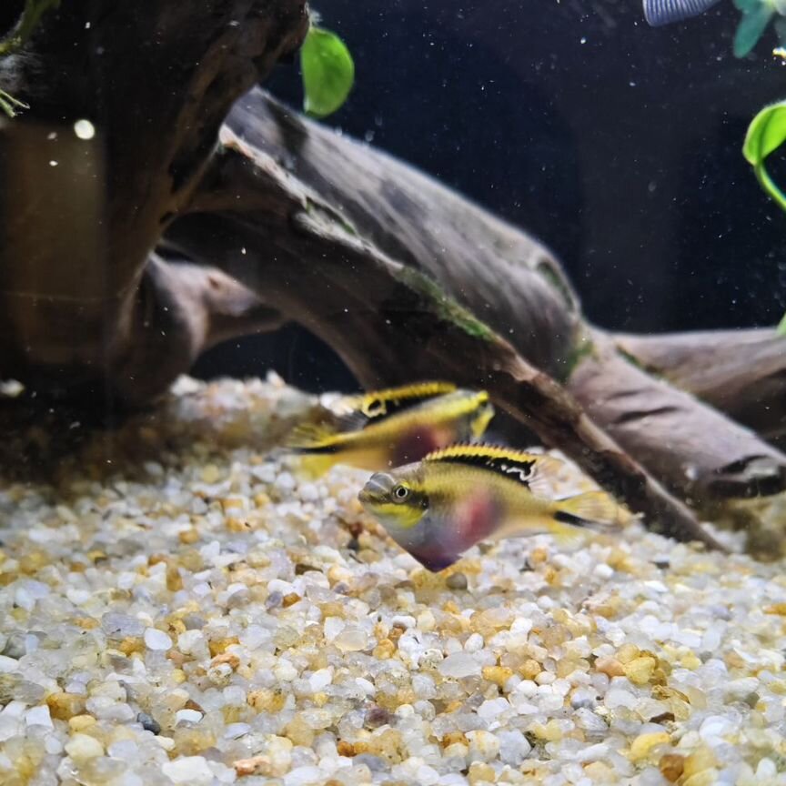 Стая аквариумных рыбок