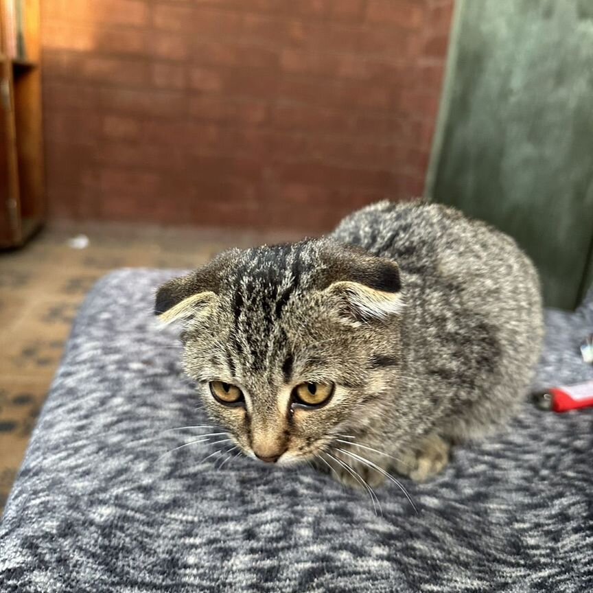 Котик веслоухий