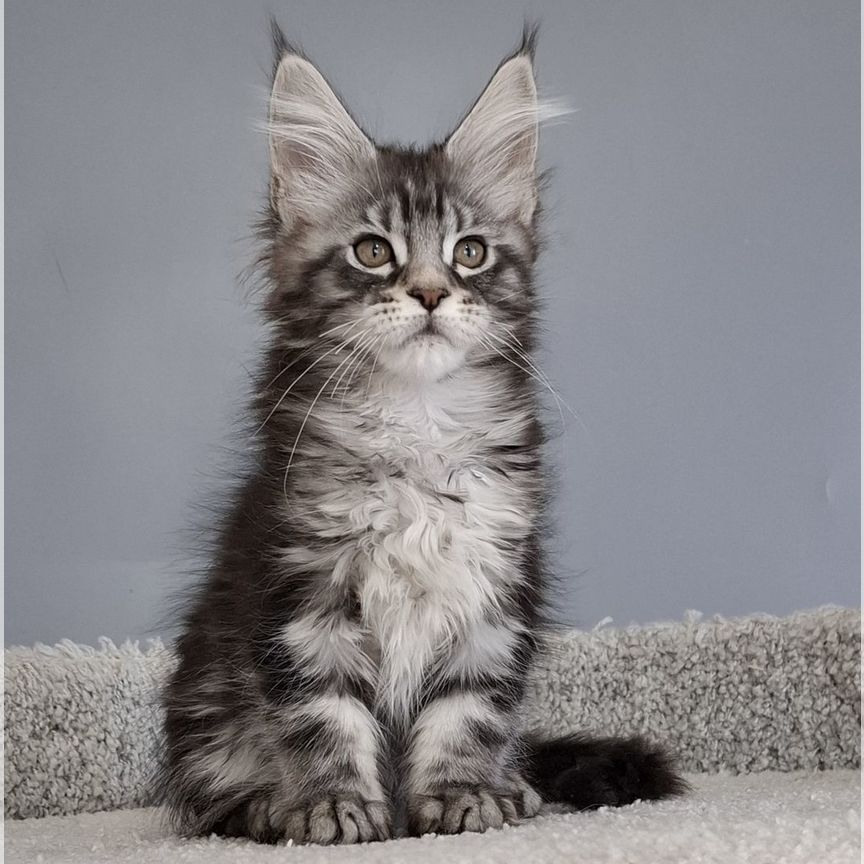 Мейн-кун котёнок