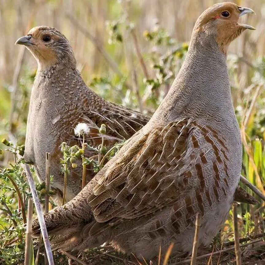 Серая куропатка