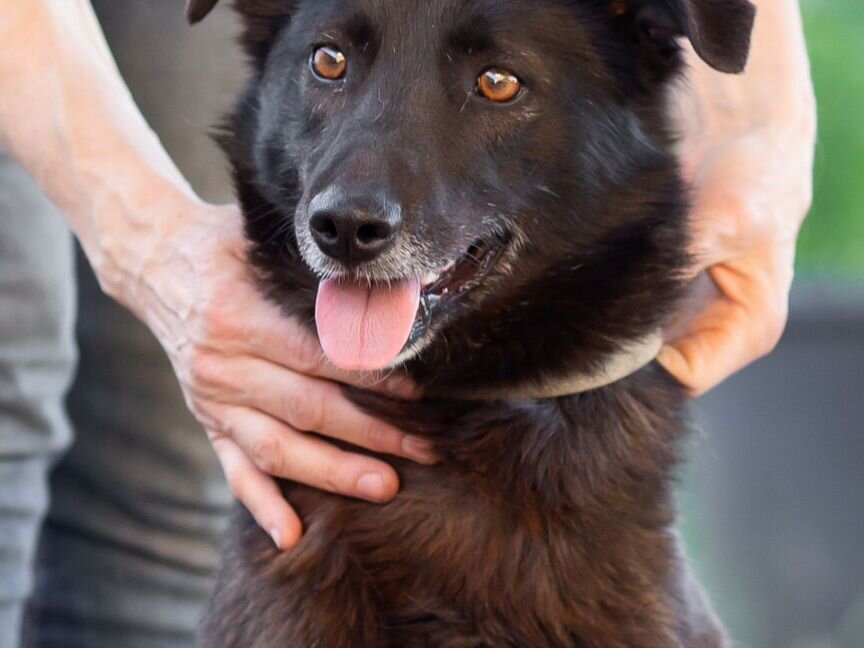 Собака в добрые руки