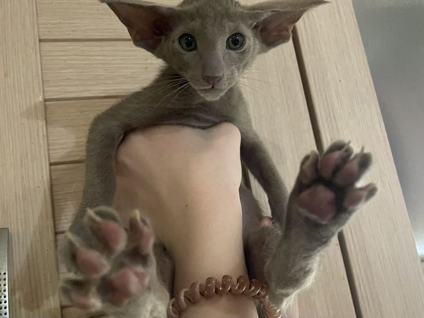 Ориентальная кошечка