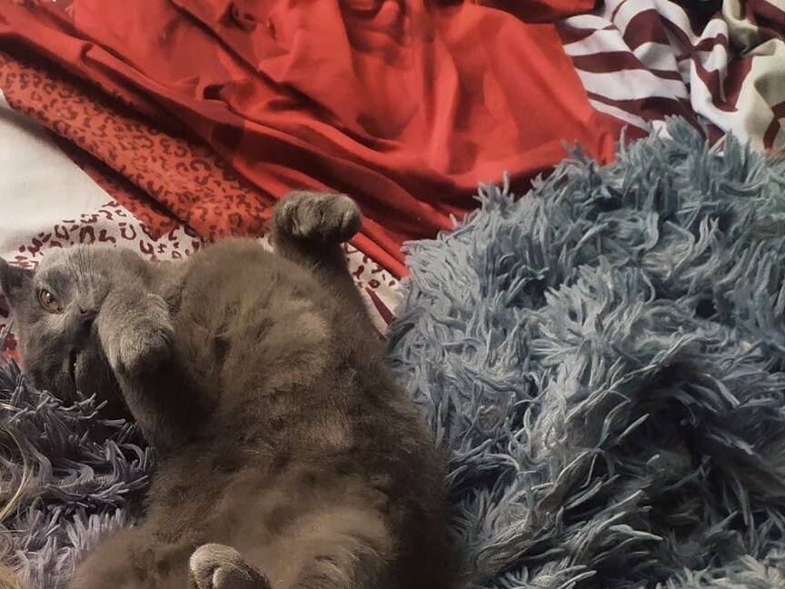 Британский вислоухий кот